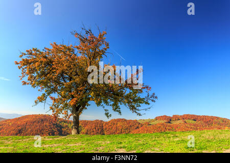 Colorful autumn landscape in the mountains Stock Photo - Alamy