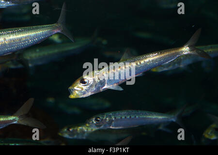 Japanese anchovy (Engraulis japonicus) in Japan Stock Photo - Alamy