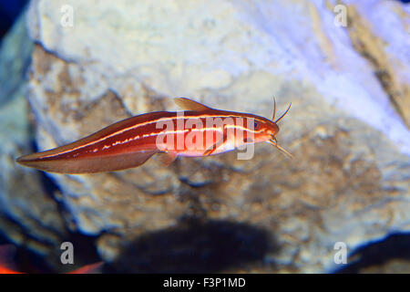 Japanese eel catfish (Plotosus japonicus) in Japan Stock Photo - Alamy