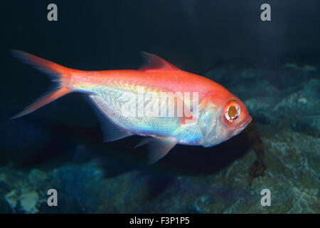 Splendid alfonsino (Beryx splendens) in Japan Stock Photo - Alamy