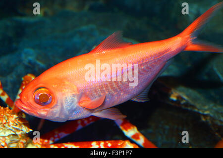 Splendid alfonsino (Beryx splendens) in Japan Stock Photo - Alamy