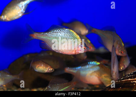 Japanese Rosy bitterling (Rhodeus ocellatus) in Japan Stock Photo - Alamy