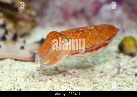 Kobi cuttlefish (Sepia kobiensis) in Japan Stock Photo - Alamy