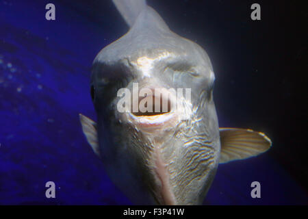 Ocean sunfish (Mola mola) in Japan Stock Photo - Alamy