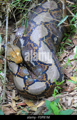 Reticulated python (Python reticulatus) in Thailand Stock Photo - Alamy