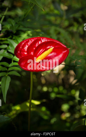 Red Anthurium Red waxy leaf flower Stock Photo - Alamy