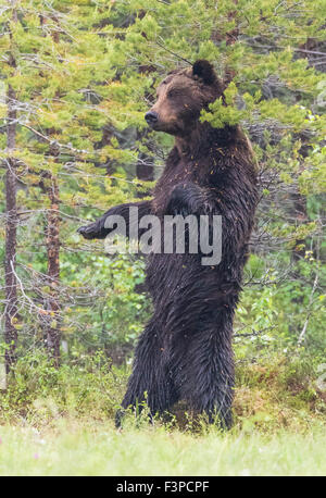 Brown bear scratching its back on a birch tree in summer nature Stock ...