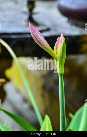 Breaking Amaryllis flower bud isolated against white Stock Photo - Alamy