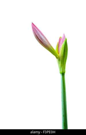 Breaking Amaryllis flower bud Stock Photo - Alamy