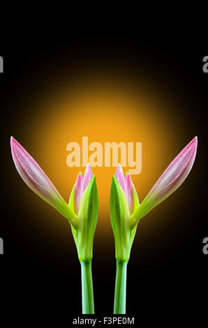 Breaking Amaryllis flower bud Stock Photo - Alamy