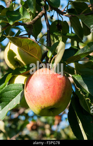Laxton`s Superb apple Stock Photo - Alamy