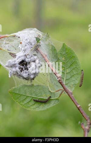The caterpillars of the Bird-Cherry Ermine Moth (Latin: Yponomeuta ...