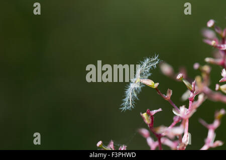Valerian Seed Head; Centranthus ruber Cornwall; UK Stock Photo - Alamy