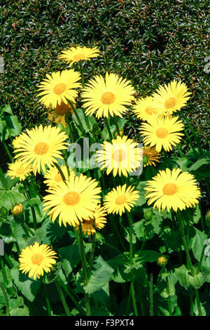 Leopard's Bane Doronicum Caucasicum in a Wildflower meadow in England ...