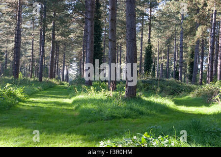 two paths divide through a pine forest with winter sunlight and dappled ...