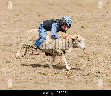 Child competes in sheep riding, mutton bustin', event, Chaffee County ...