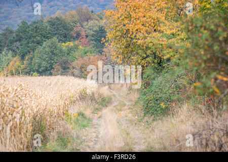 Path among fields with autumn colors near Sleza Mount Lower Silesia ...