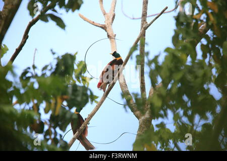 Red Bird of Paradise. (Paradisaea rubra) male performing practice ...