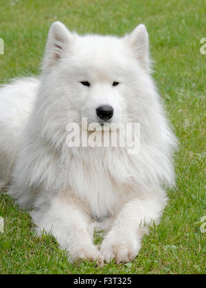 Typical Russian white Samoyed dog in the garden Stock Photo - Alamy
