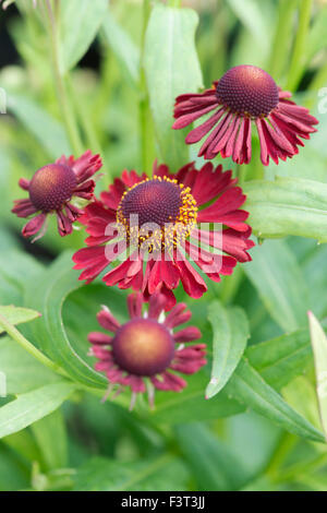 Helenium Ruby Thuesday Stock Photo - Alamy