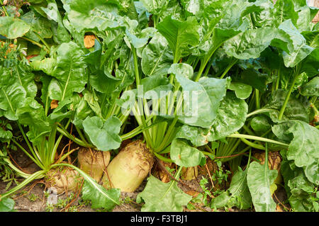 Mangold wurzel, Root, Field beet (Beta vulgaris subsp. vulgaris, Beta ...
