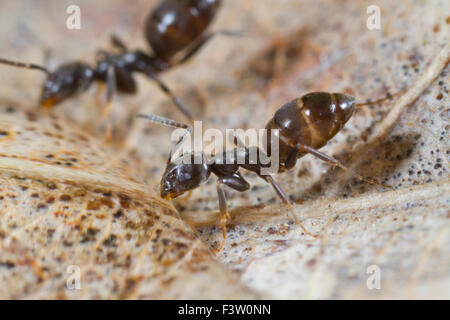 Erratic ant (Tapinoma erraticum) adult worker on a leaf. Causse de ...