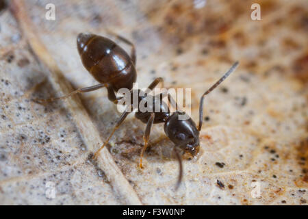 Erratic ant (Tapinoma erraticum) adult worker on a leaf. Causse de ...