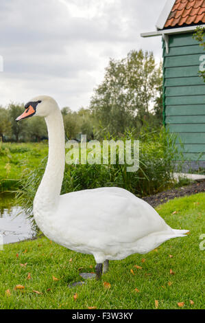 Autumn scene with cute big bird. Titmouse in natural habitat. Titmouse ...