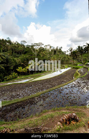 Rice fields and rice terraces, Central Bali, Munduk, Bali, Indonesia ...