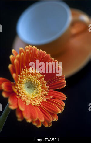 cup of coffee with orange gerbera Stock Photo - Alamy