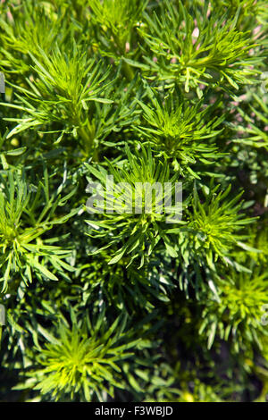 Harmal, Syrian Rue (Peganum harmala), flowering Stock Photo - Alamy