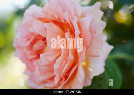 View of fully bloomed rose flower and the rose buds Stock Photo - Alamy