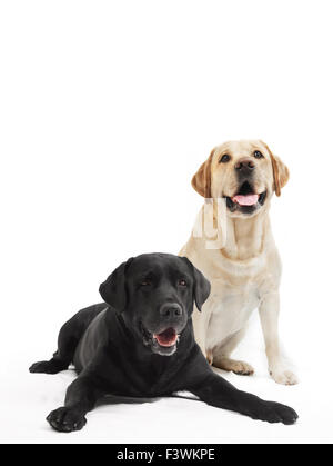 Portrait of two cute dogs, Labrador puppy isolated over white studio ...