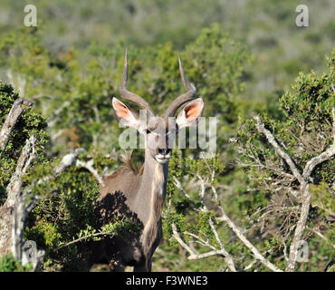 Großer Kudu / Greater kudu / Tragelaphus strepsiceros Stock Photo - Alamy