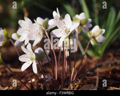 Liverleaf flowers border, hepatica nobilis, isolated on white ...