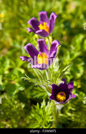 Purple pasque flower (Genus Pulsatilla). Space for your text Stock ...