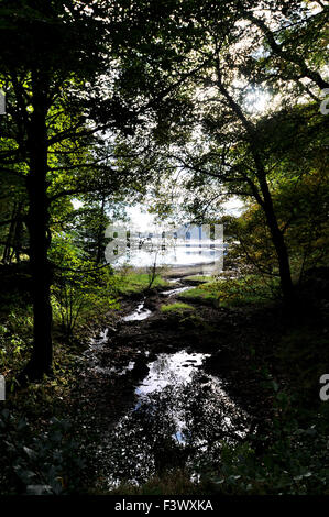 Autumn scenes at Entwistle Reservoir, Blackburn, Lancashire. The Wader ...
