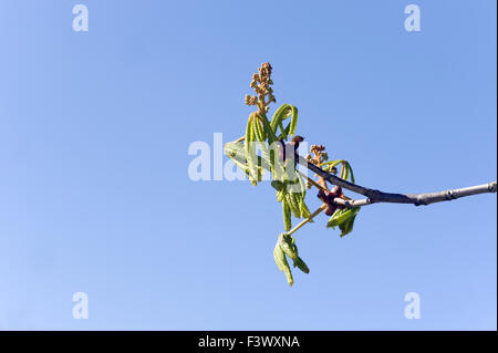 foretaste of spring Stock Photo - Alamy