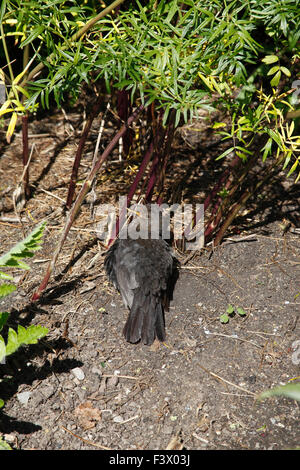 Turdus Merula Blackbird sunbathing in garden Stock Photo - Alamy