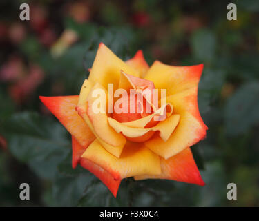 Rosa 'Remember me' Rose close up of flower Stock Photo - Alamy