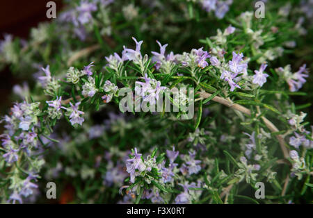 Rosemarinus officinalis Boule Rosemary Boule close up of flower Stock ...
