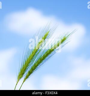 rye field with green immature plants, agricultural activity for growing ...