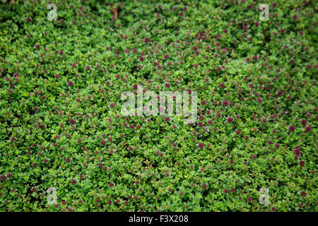 RED CREEPING THYME, THYMUS COCCINEUS GROWING IN ROCK GARDEN Stock Photo ...
