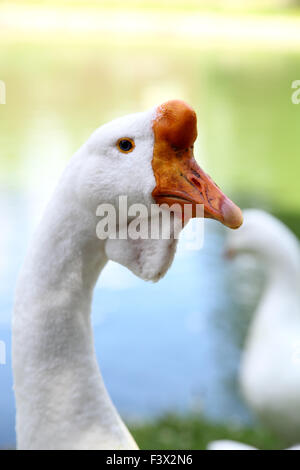 Selective focus shot of a white goose eating fish during daylight Stock ...
