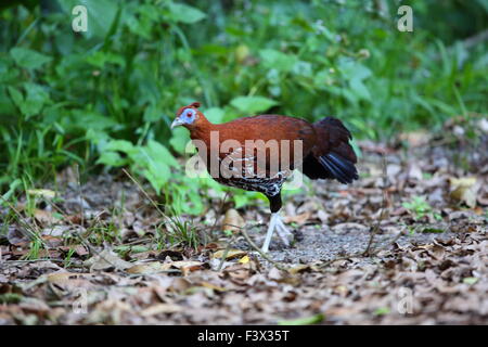 Crested fireback pheasant (Lophura ignita) in Borneo, Malaysia Stock ...