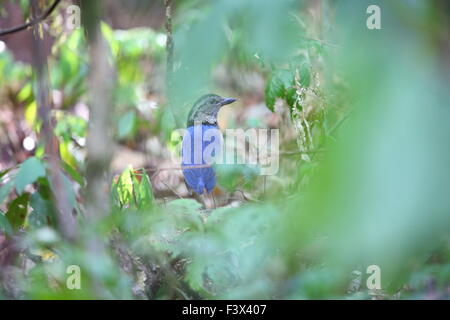 Giant pitta (Hydrornis caeruleus) male in Borneo Stock Photo - Alamy