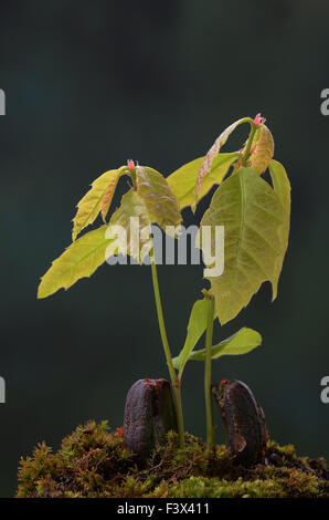 oak germination; quercus Stock Photo: 88516302 - Alamy