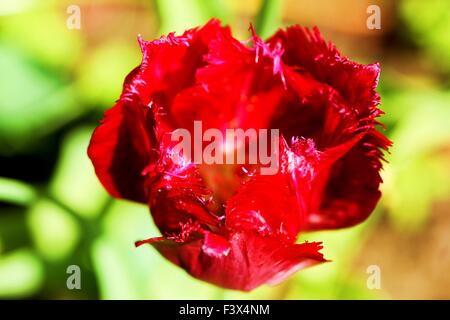 Macro shot of a single red fringed tulip with frilly edges and green ...