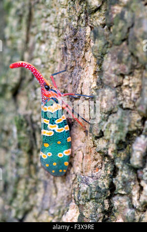Close up of cicada beetle on tree bark Stock Photo - Alamy