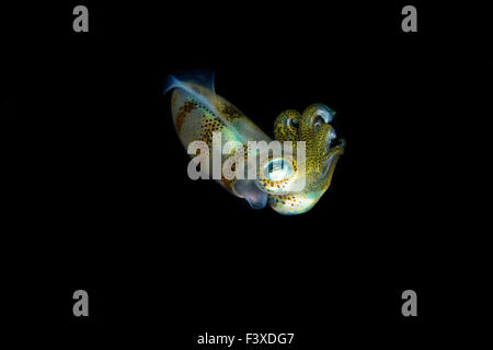 Luminous Squid Showing Colours on Night Dive Stock Photo - Alamy